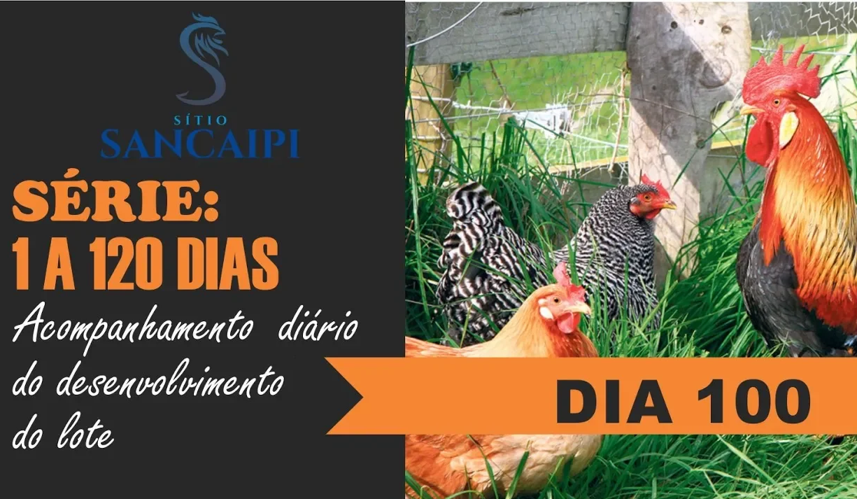 Desvende os Segredos da Galinha Caipira em 100 Dias! - Sítio Sancaipi Desvende os Segredos da Galinha Caipira em 100 Dias! - Sítio Sancaipi